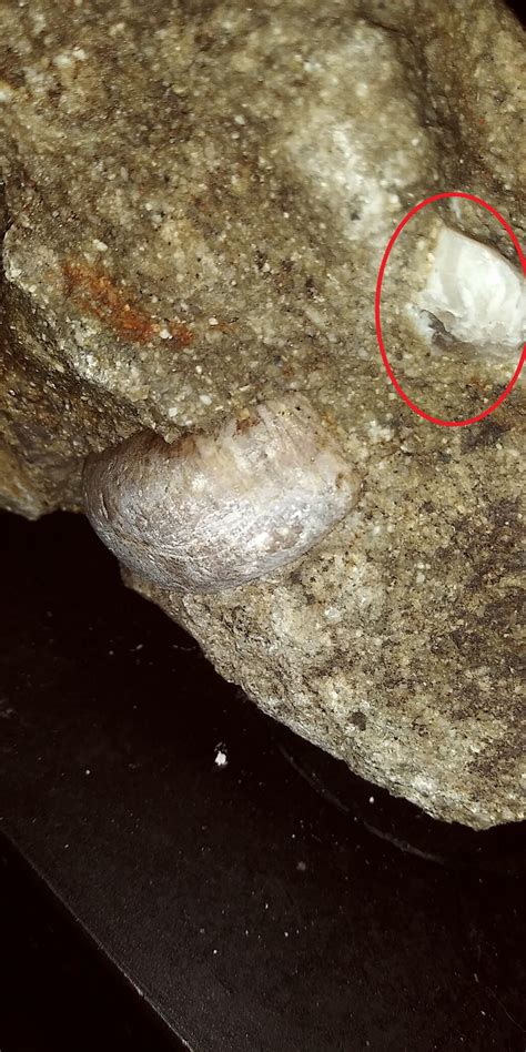 Identification Rocks Minerals The Fossil Forum