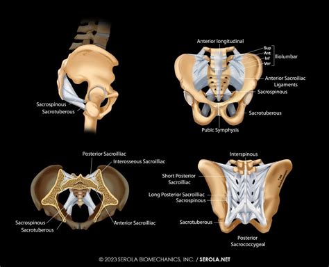 Sacrum Anatomy Ligaments