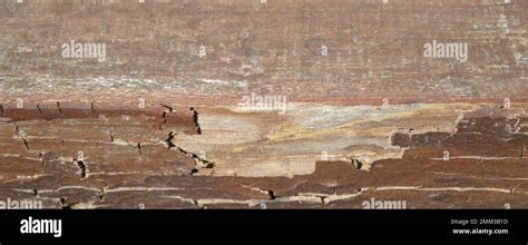 Rustic Wood Surface Of Old Tree And Cracked Bark Part Attached To This