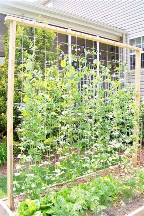 Best Trellis For Indeterminate Tomatoes At Eileen Porras Blog