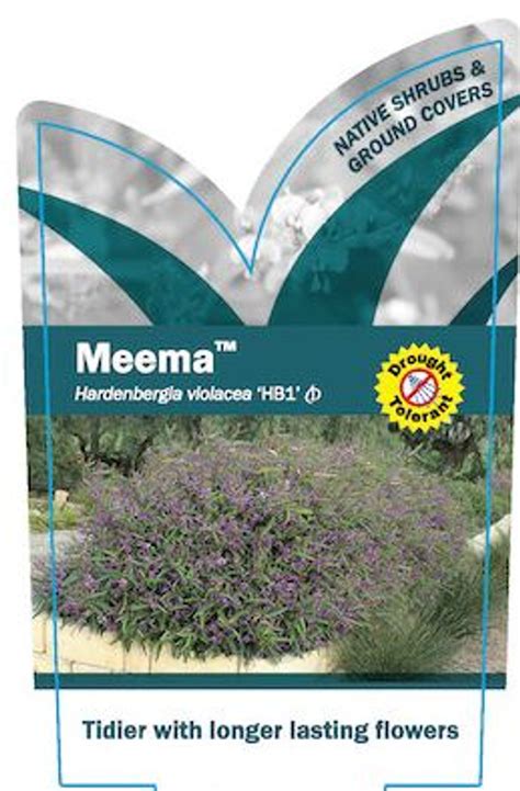 Hardenbergia Violacea Meema Native