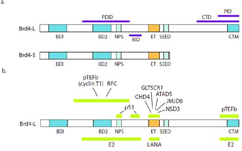Structure And Function Of The Brd4 Protein A Domains Of The Brd4 Download Scientific Diagram