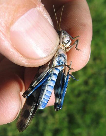 Leprus Intermedius Bugguide Net
