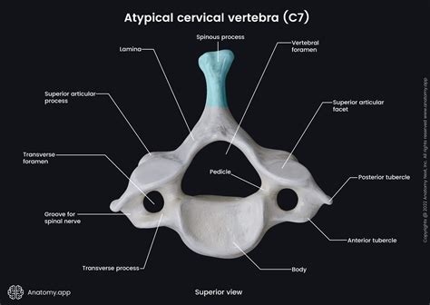 Cervical Vertebrae Encyclopedia Anatomy App Learn Anatomy 3d Models Articles And Quizzes