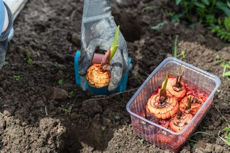 Spring Bulb Planting Guide Tips And Ideas
