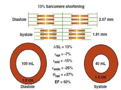 Lv Systolic Function Pptx 3 D Graphics Computer Software And Applications