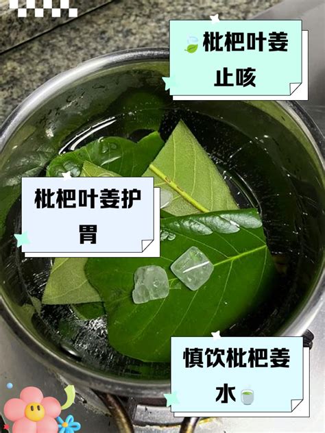 枇杷叶生姜煮水别乱喝