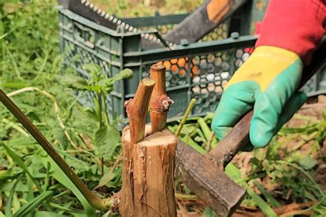 وبلاگ گلخانه انگور آبشنگ