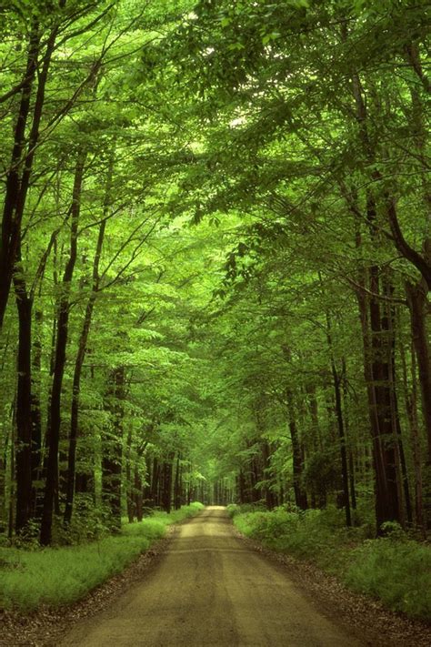Tree Lined Path Trees Photo 31754189 Fanpop
