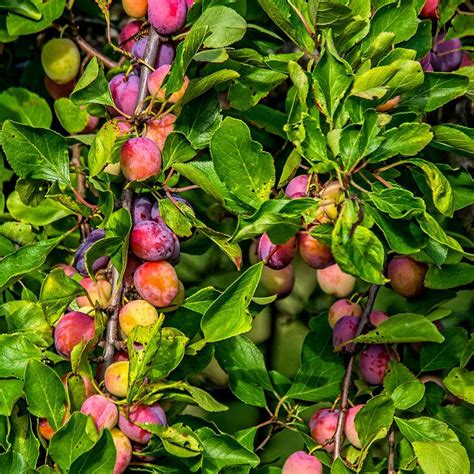 5 Gal Santa Rosa Japanese Deciduous Plum Tree Plusan05g The Home Depot