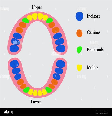 Dental Charts Human Permanent Teeth Human Tooth Anatomy Image Vector Stock Vector Image And Art