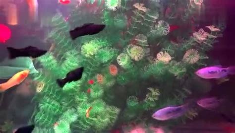 虎皮鱼混养 蓝虎皮鱼与绿虎皮鱼 虎皮鱼 大山谷图库