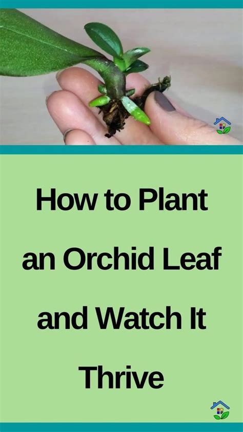 Orchid Propagation Artofit
