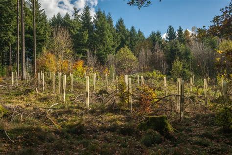 Forestry Plantation Browsing Protection Stock Image Image Of Damage