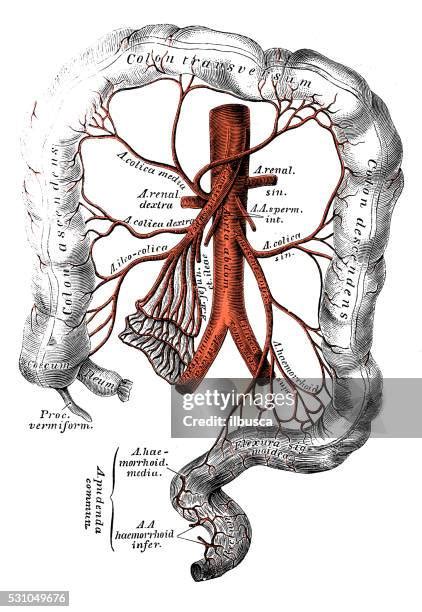 Superior Mesenteric Artery Photos And Premium High Res Pictures Getty