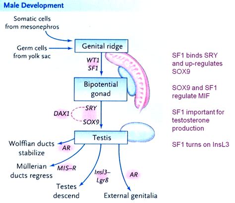 Pin On Reproductive System