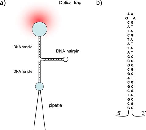 A Experimental Set Up B Dna Hairpin Sequence The 5 And 3 Labels Download Scientific