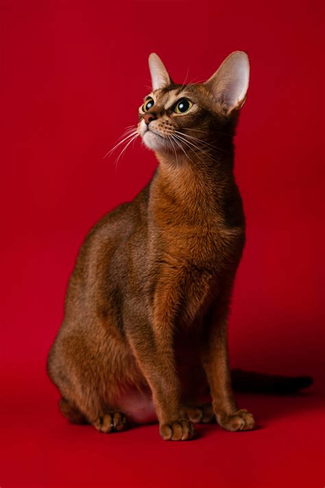 Red Cat Wallpapers 4k Hd Backgrounds On Wallpaperbat