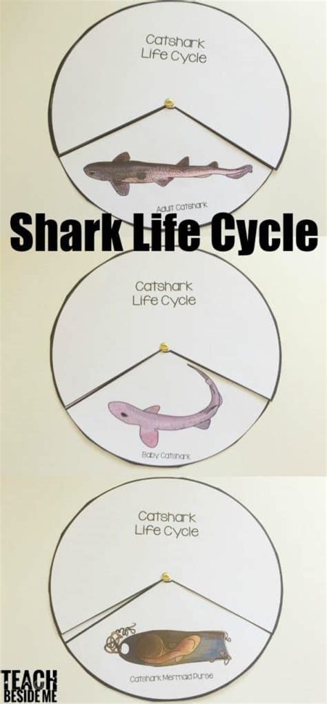 Hammerhead Shark Life Cycle Information