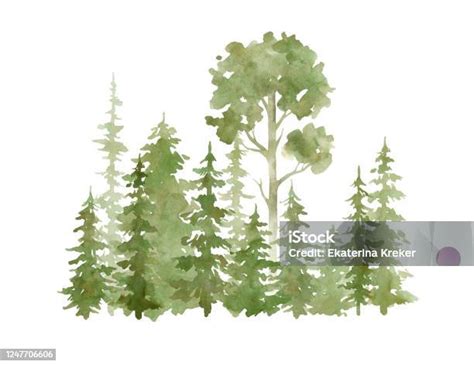 상록 수목세트 조경 제작자를위한 숲 요소 고립 된 가문비 나무 참나무 소나무 전나무 나무 경피적 녹색 숲 수채화에 대한 스톡 벡터 아트 및 기타 이미지 Istock