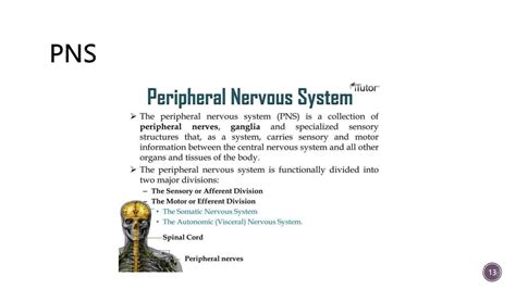 Physiology Of Nervous System Presentation Pptx