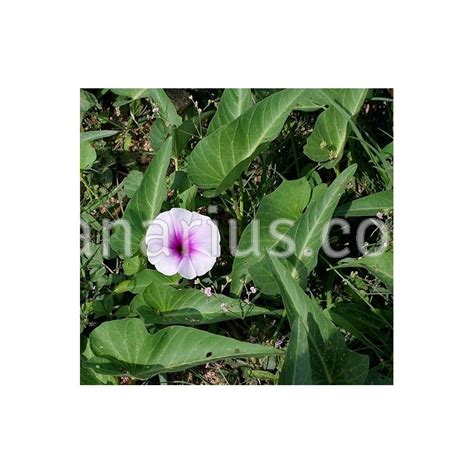 Buy Ipomoea Aquatica Narrow Leaf Water Spinach