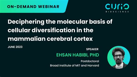Deciphering The Molecular Basis Of Cellular Diversification In The Mammalian Cerebral Cortex