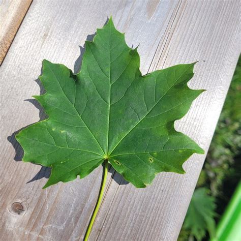 Spotlight On Sugar Maple Clean Foundation