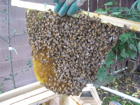 Top Bar Hive Frame Photographer Marcia Meehan Top Bar Hive Bar Top Photographer