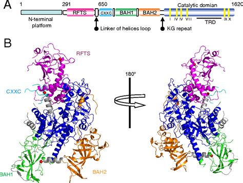 Structural Insight Into Maintenance Methylation By Mouse Dna
