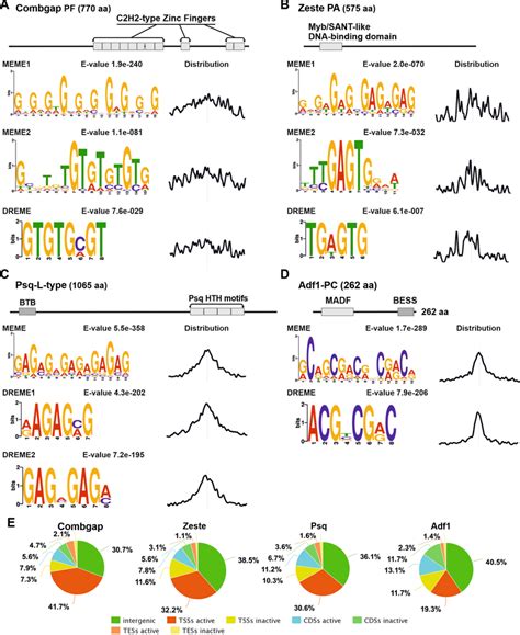 Dna Binding Motifs And Whole Genome Localization Of Combgap Zeste