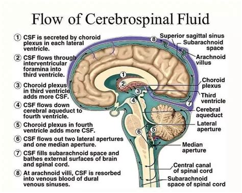 Medical Doctors And Babes On Instagram Flow Of Cerebrospinal Fluid CSF Neurology