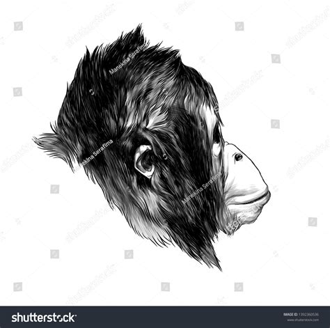 Monkey Head Profile Sketch Vector Graphics Stock Vector Royalty Free 1392360536