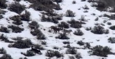 گرگ‌هایی که خودی می‌کشند عکس خبرآنلاین