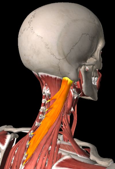 바디컨트롤 1 두부경추 1 두판상근경판상근 마사지와 스트레칭 네이버 블로그