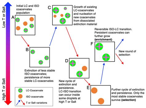 Liquid Crystal Peptidedna Coacervates In The Context Of Prebiotic