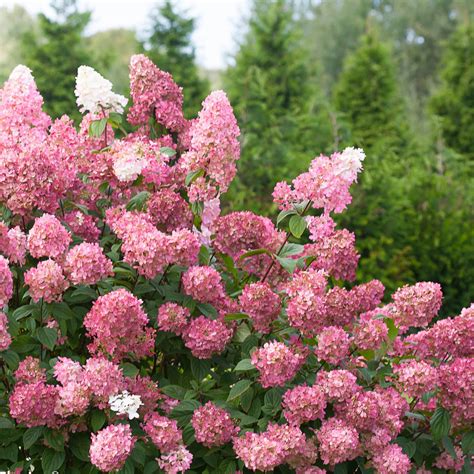 Gallon Fire Light Tidbit Panicle Hydrangea Paniculata Live Plant White Pink And Red Flowers