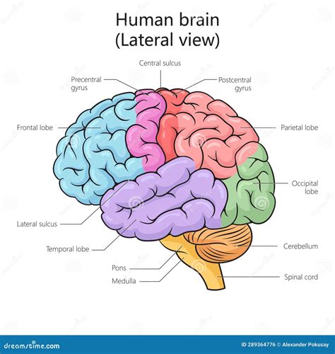 Human Brain Structure Diagram Medical Science Vector Illustration 289364776