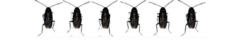 Sprites Image Sequences For Cockroach Movement Download Scientific