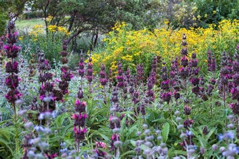 Hummingbird Sage Summer Dry Celebrate Plants In Summer Dry Gardens