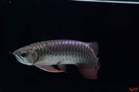 龙鱼的种类你知道多少 广东闽江水族实业有限公司