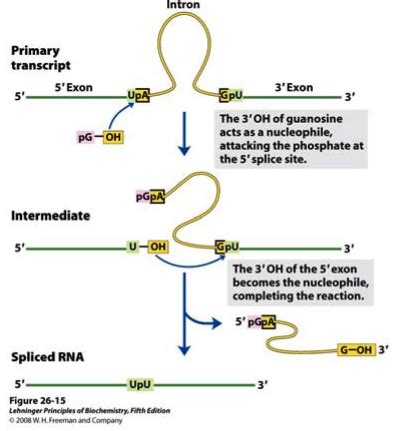 Primary MRNA Transcript Processing Flashcards Quizlet