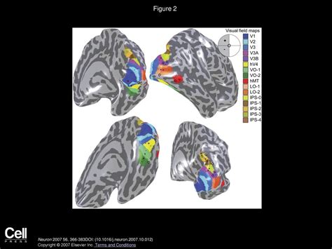 Visual Field Maps In Human Cortex Ppt Download
