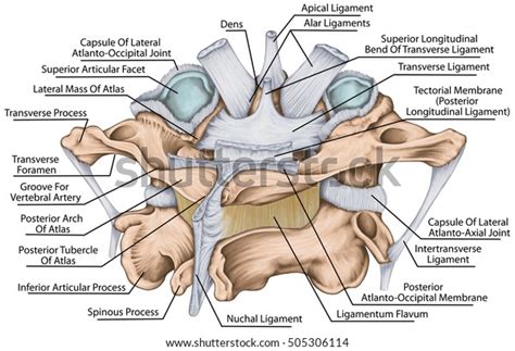 Atlanto Occipital Joint Ligaments