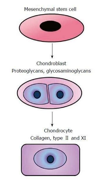 Mscs Differentiate Into Chondrocytes Mscs Proliferate And Download Scientific Diagram