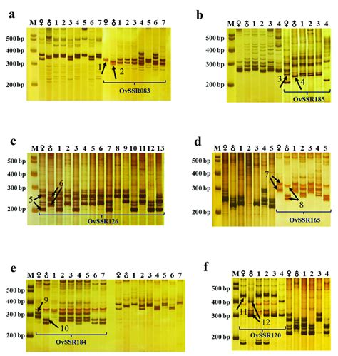 genotyping of the f1 progeny of six hybrid combinations using