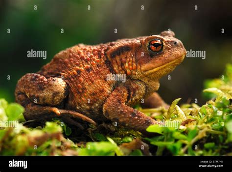 Common Toad