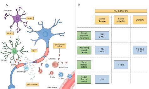 Csf Biomarkers In Ms Pathophysiological Rationale And Association