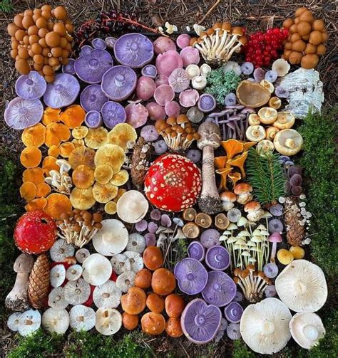 Last Monday Of 2022 Memes And Pics Funny Gallery Colorful Fungi