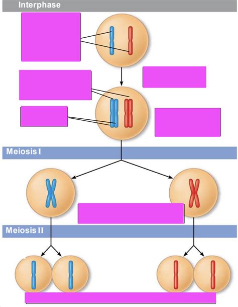 Cell Cycle Meiosis Diagram Quizlet